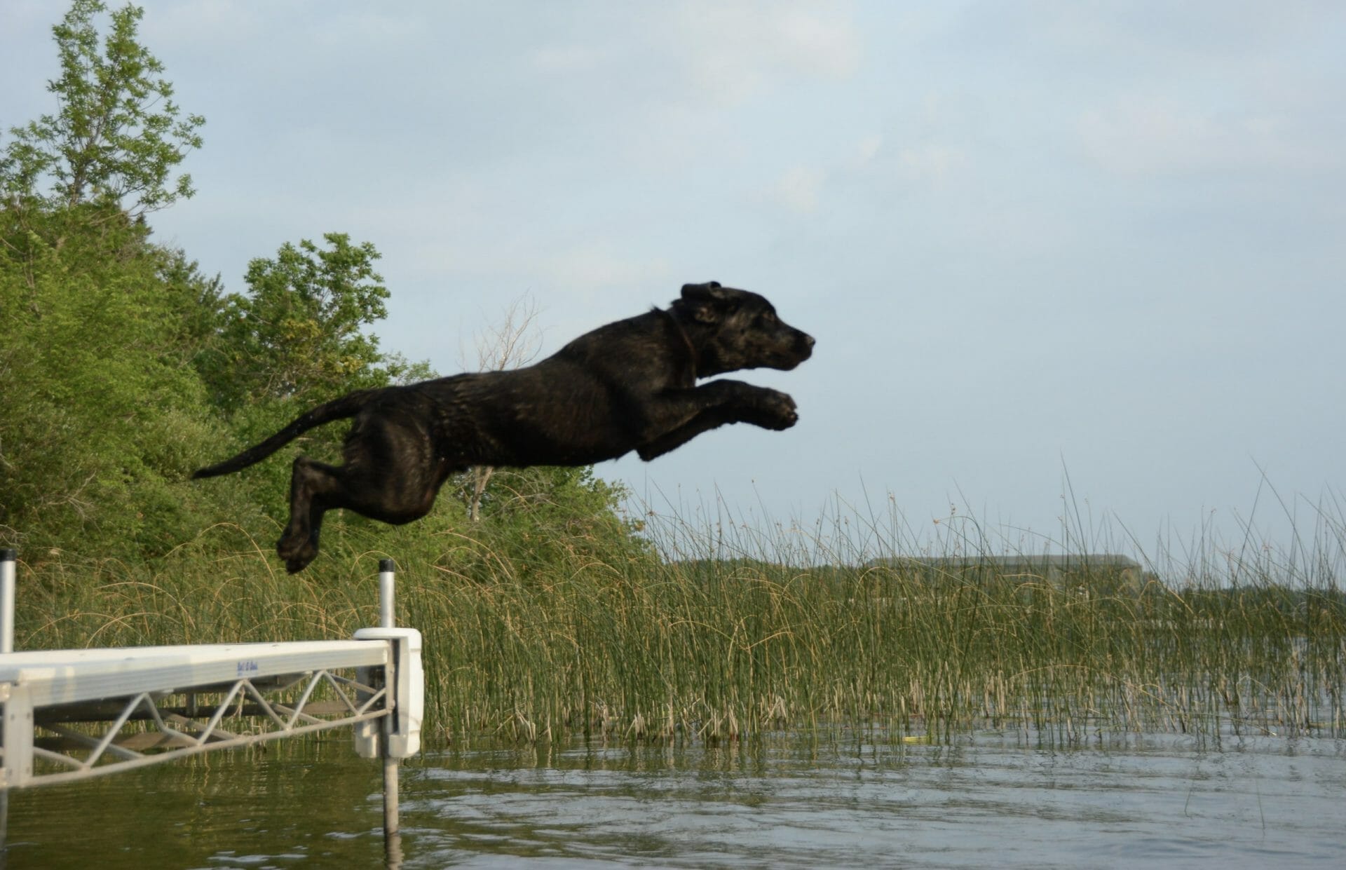 Land of Lakes & Dogs - Northern Veterinary Clinic