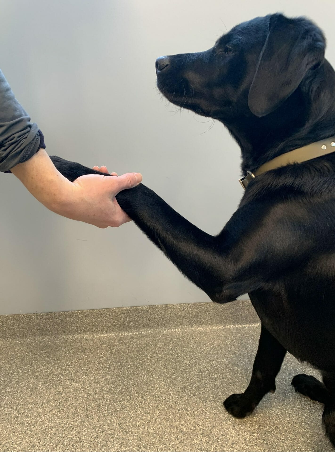 Greeting a Dog - Northern Veterinary Clinic
